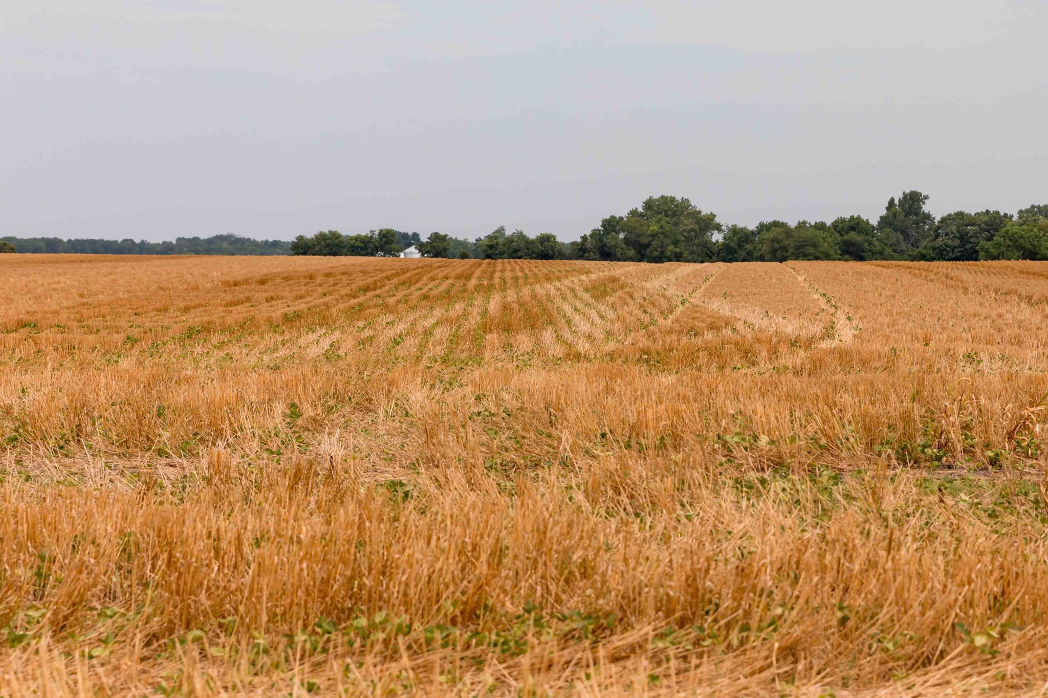 Double cropping as a climate adaptation strategy in U.S. agriculture
